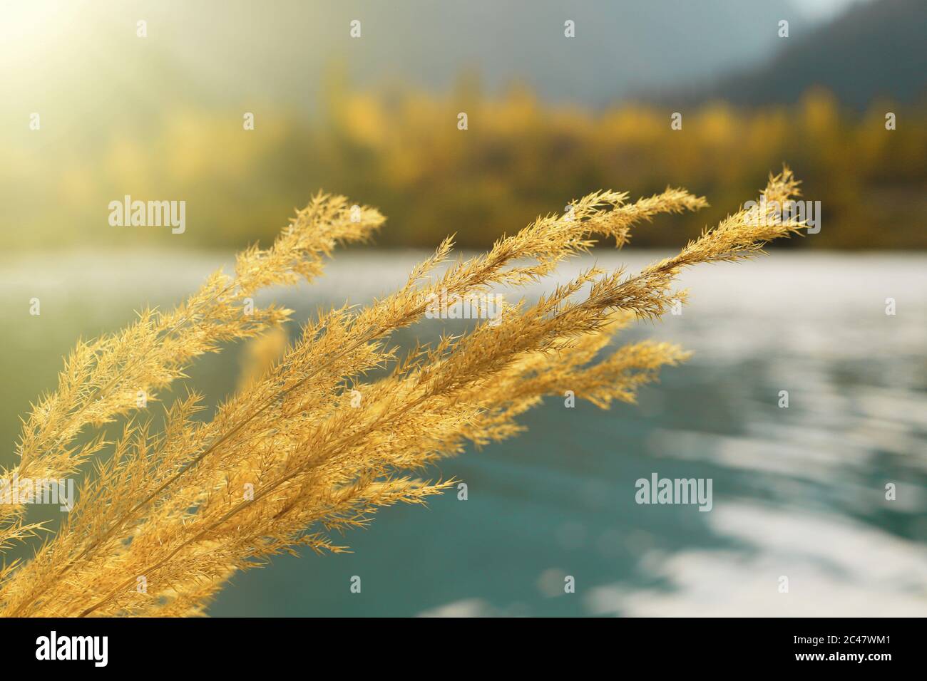 Yellow branch of a plant on a blurred lake background. Nature in the ...