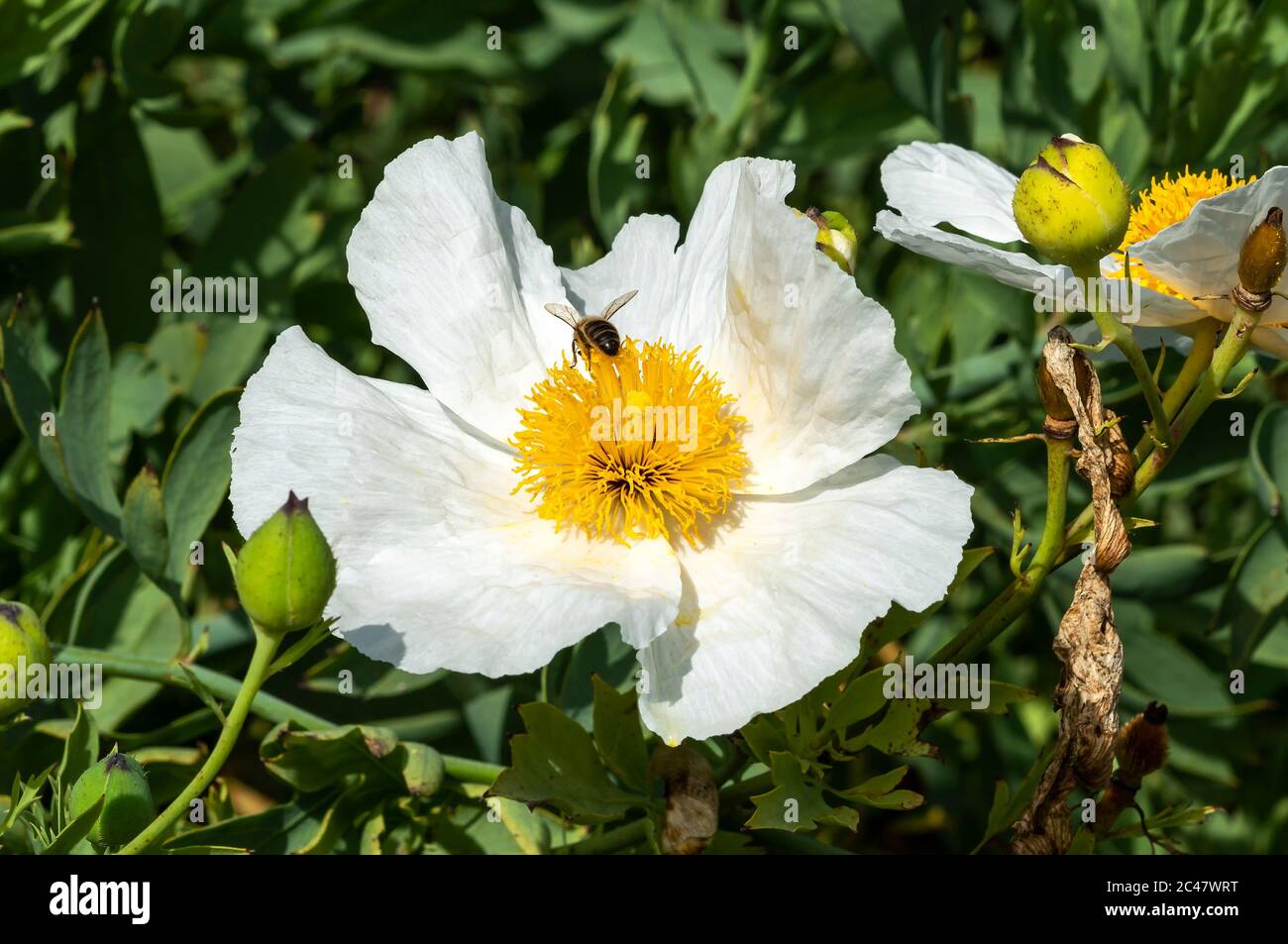 Romneya coulteri a white summer large flower shrub plant commonly known ...