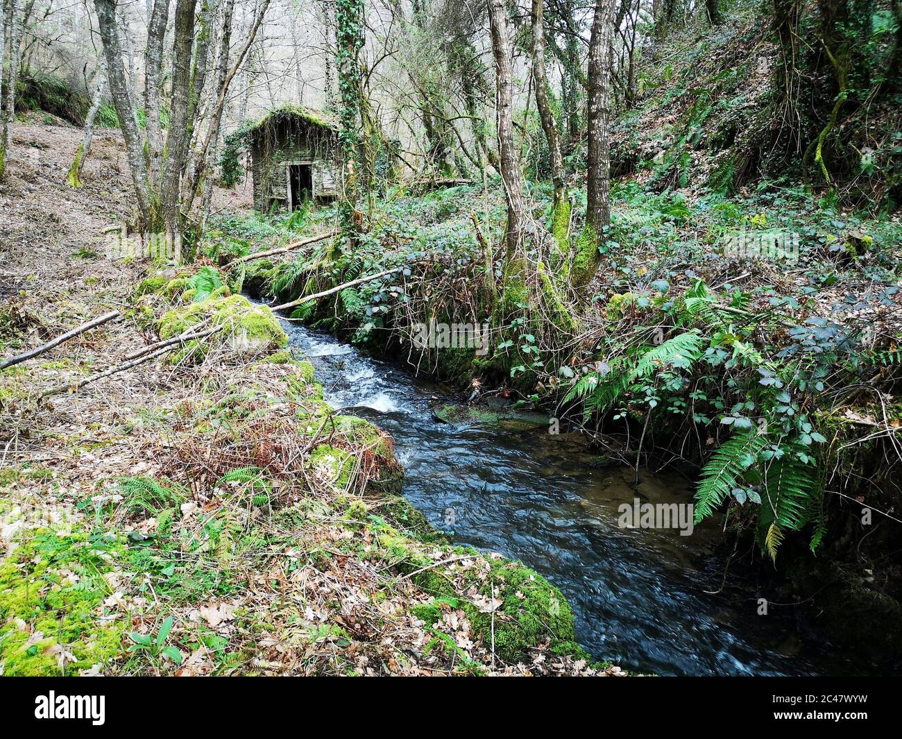 Hut on the edge of the river in the forest Stock Photo - Alamy