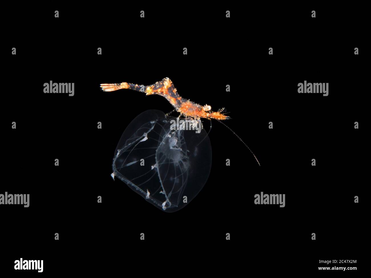 unidentified shrimp riding in a Jellyfish during a Blackwater drift ...