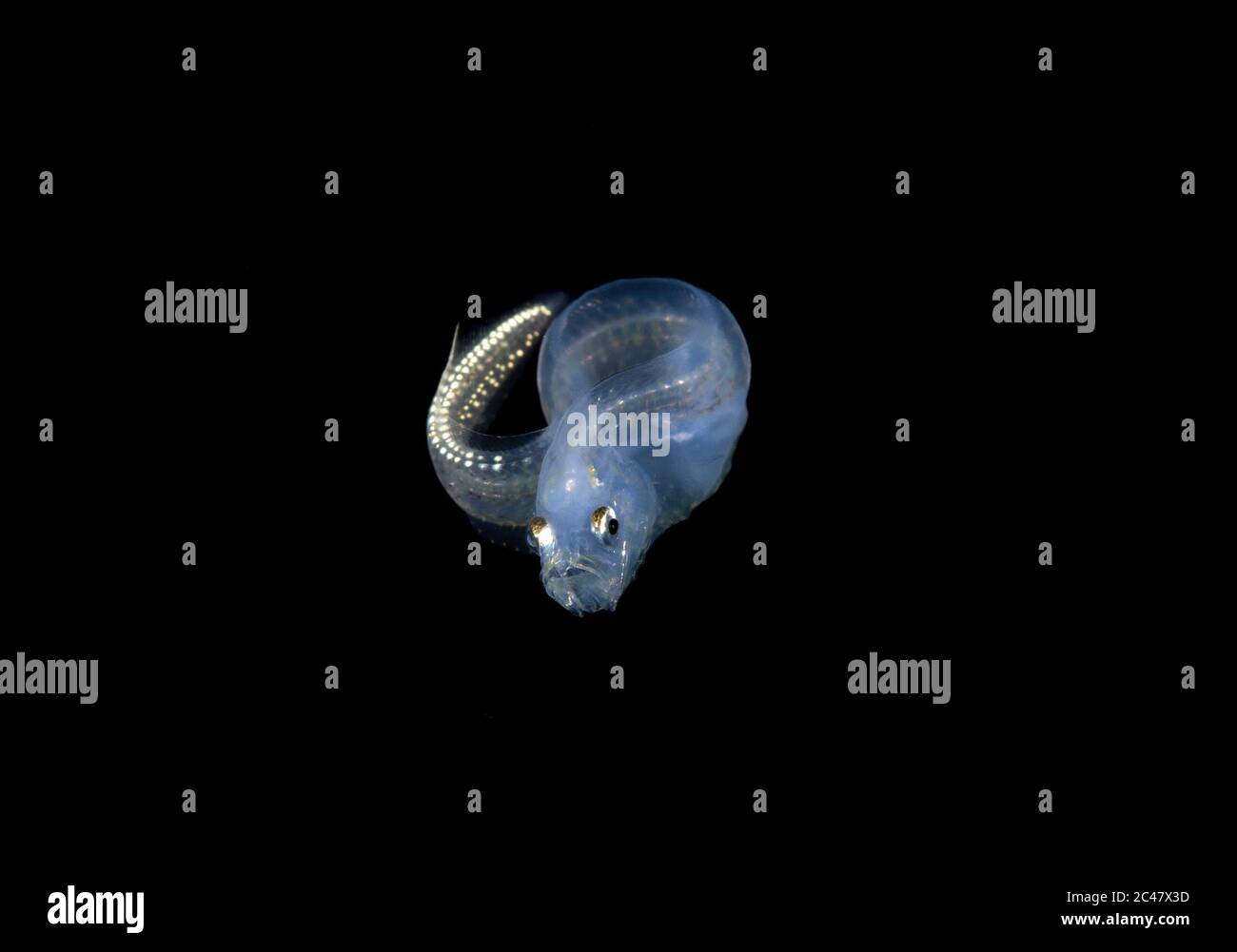 Unidentified deep water Cusk Eel, Ophidiidae family. Photographed ...