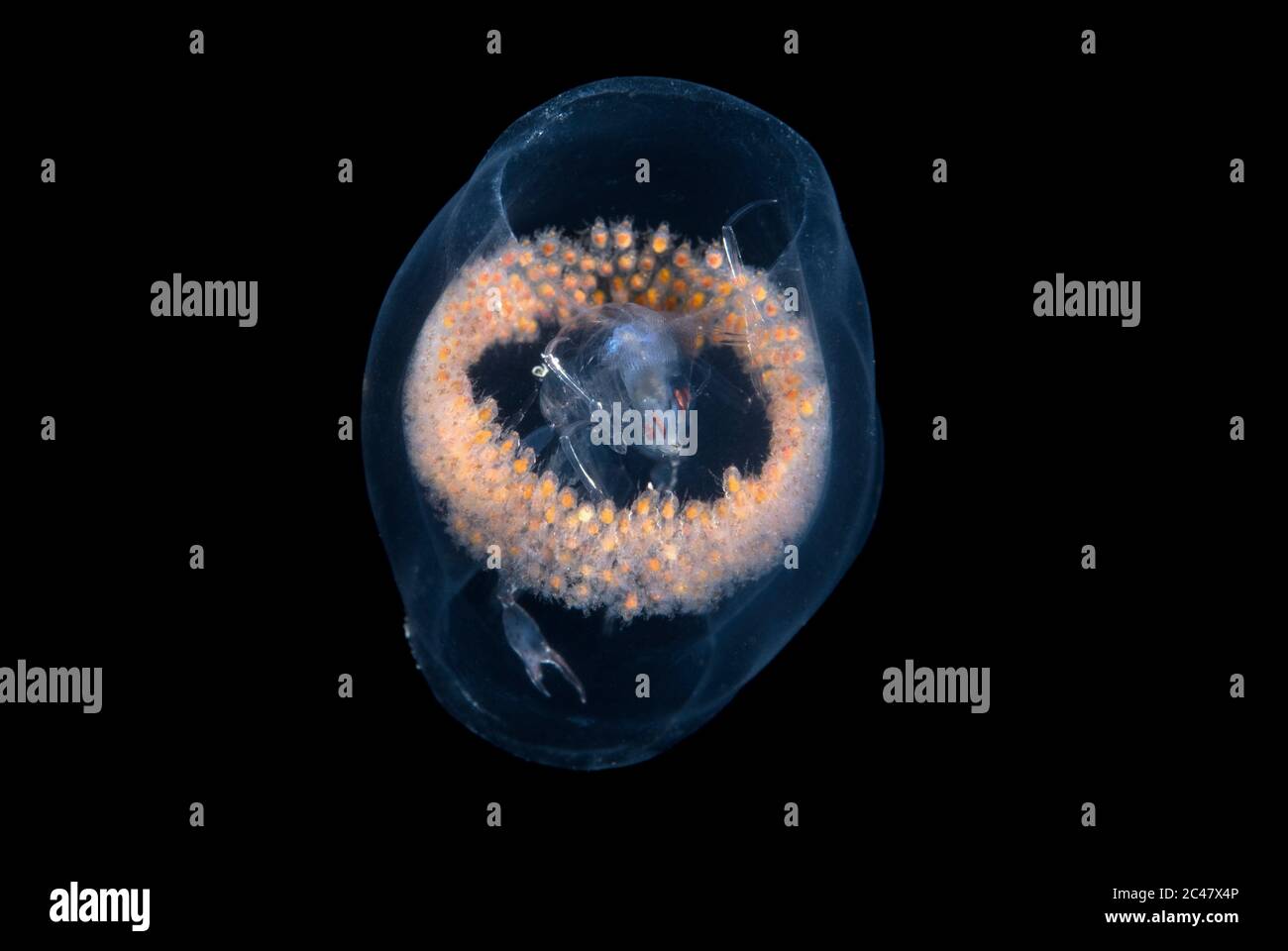 Phronima hi-res stock photography and images - Alamy