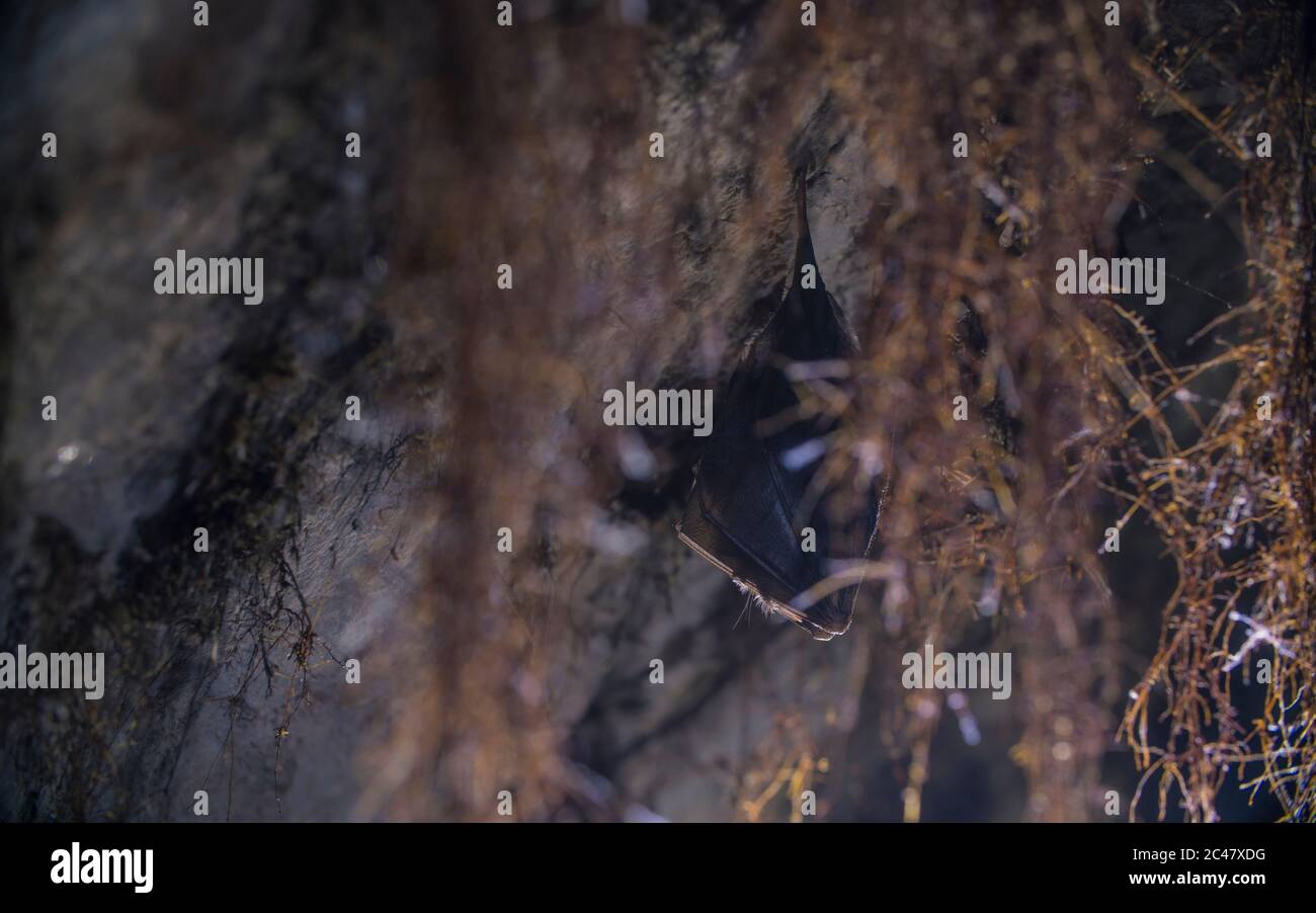 Close up small lesser horseshoe bat covered by wings, hanging upside ...