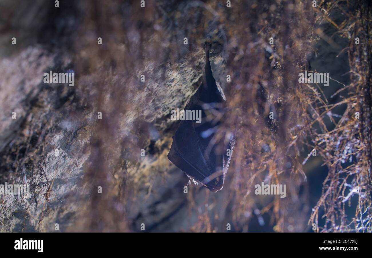 Close up small lesser horseshoe bat covered by wings, hanging upside ...