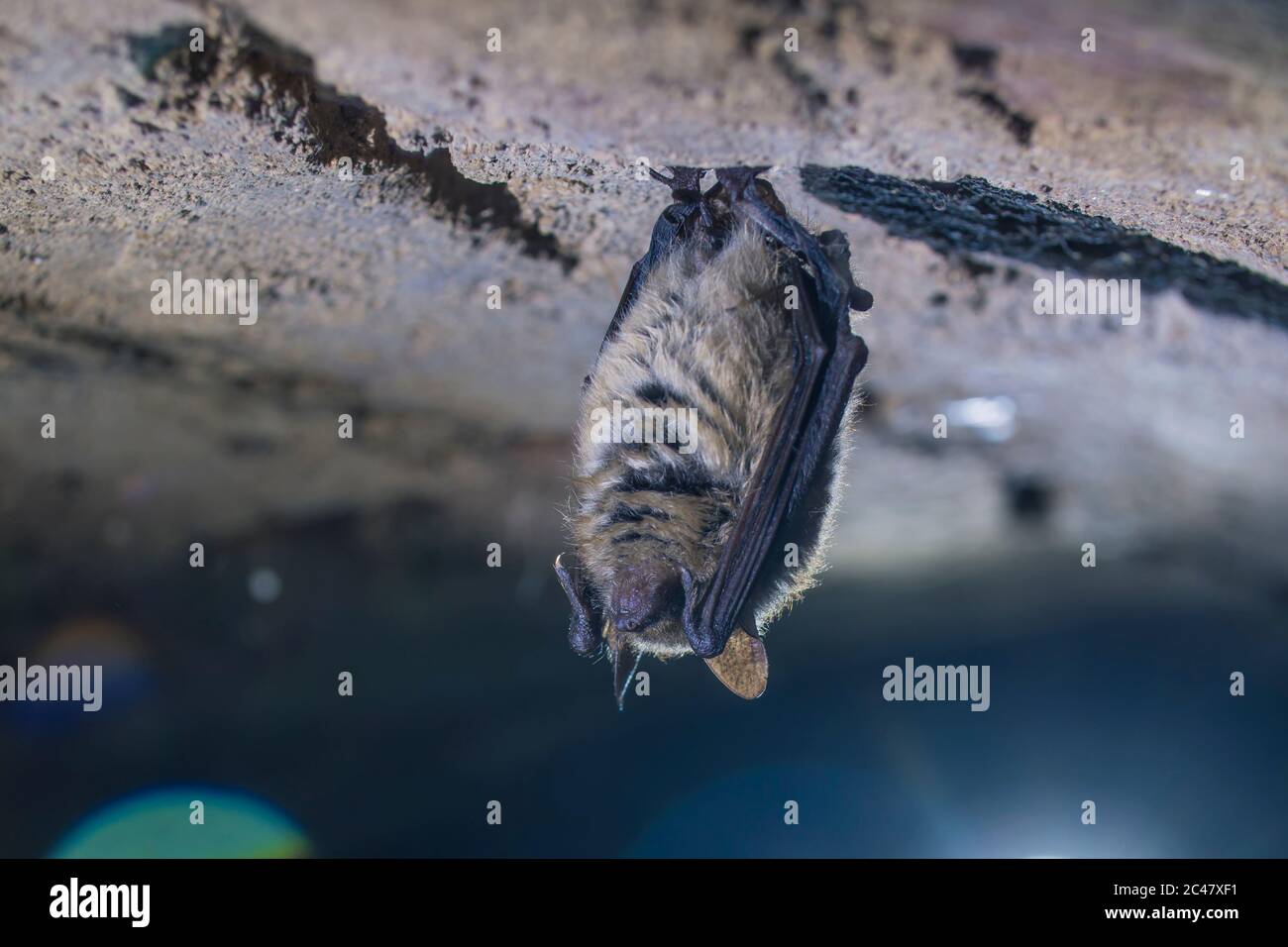 Close up strange animal Geoffroy's bat Myotis emarginatus hanging ...