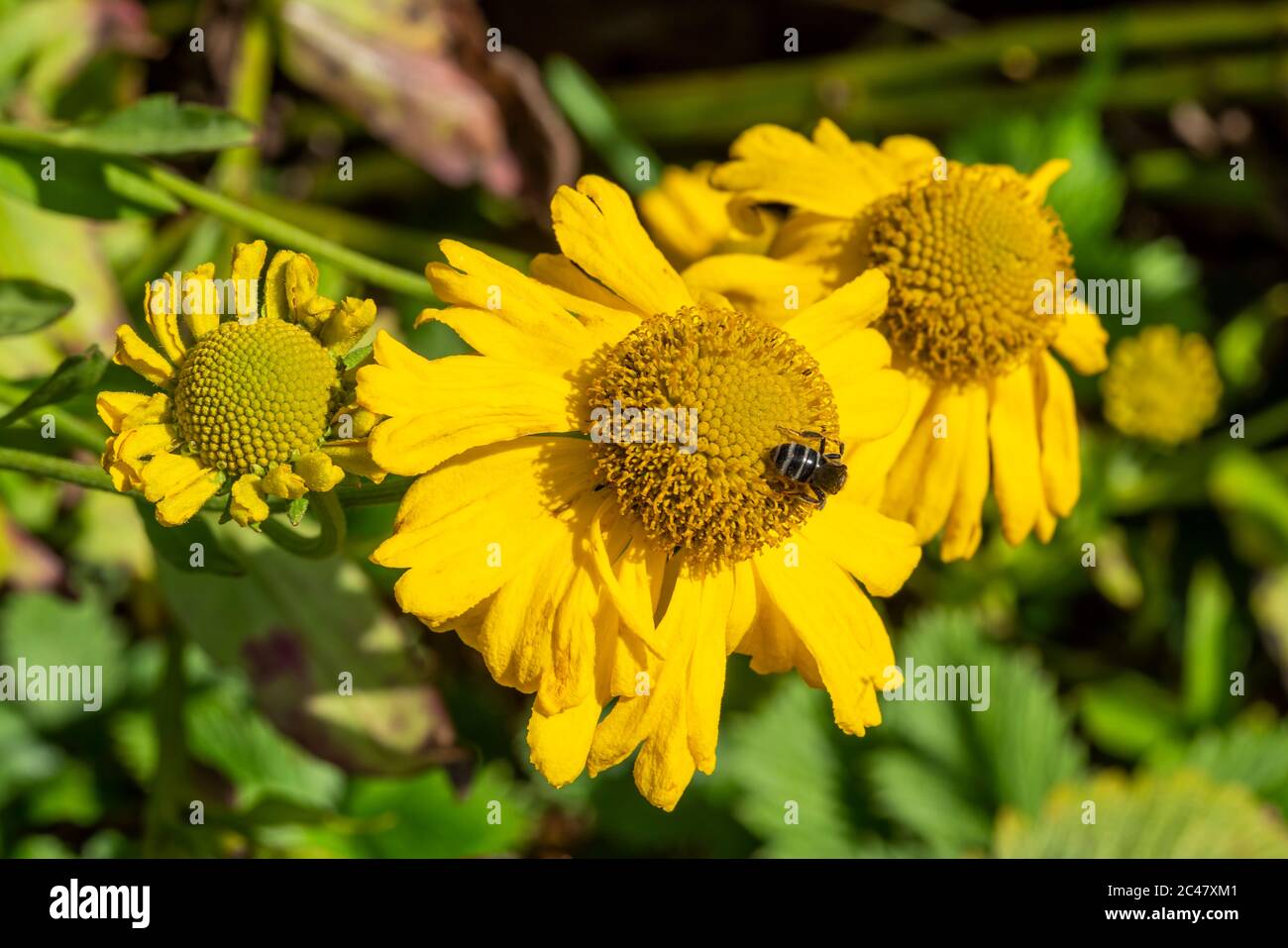 Helenium 'Butterpat' a summer flowered plant known as sneezeweed Stock ...