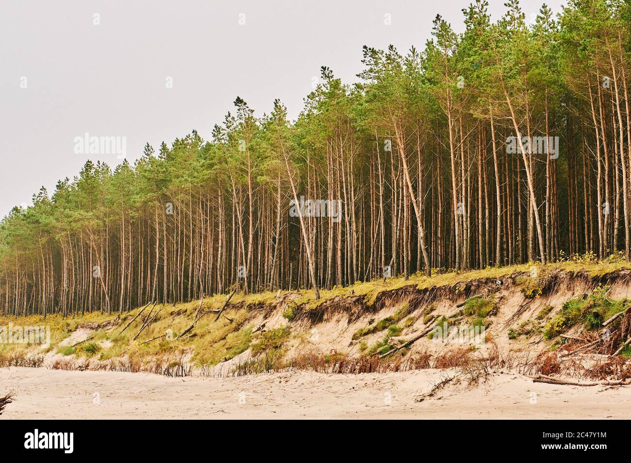 Amazing shot of tall trees forest in front of a sandy landscape Stock ...