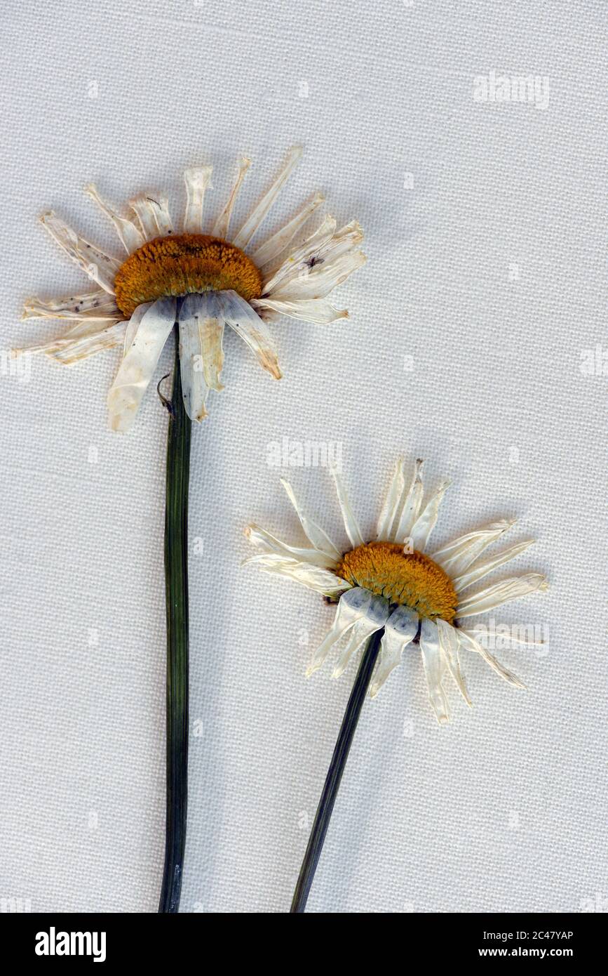 Still life of two dried pressed daisy flower blossoms and stems on an ...