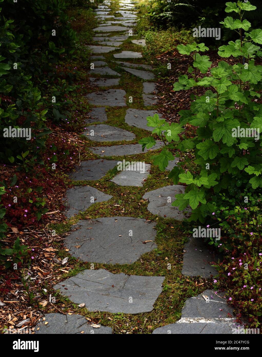 A patterned rock pathway leads beween shadowed trees and plants in a ...