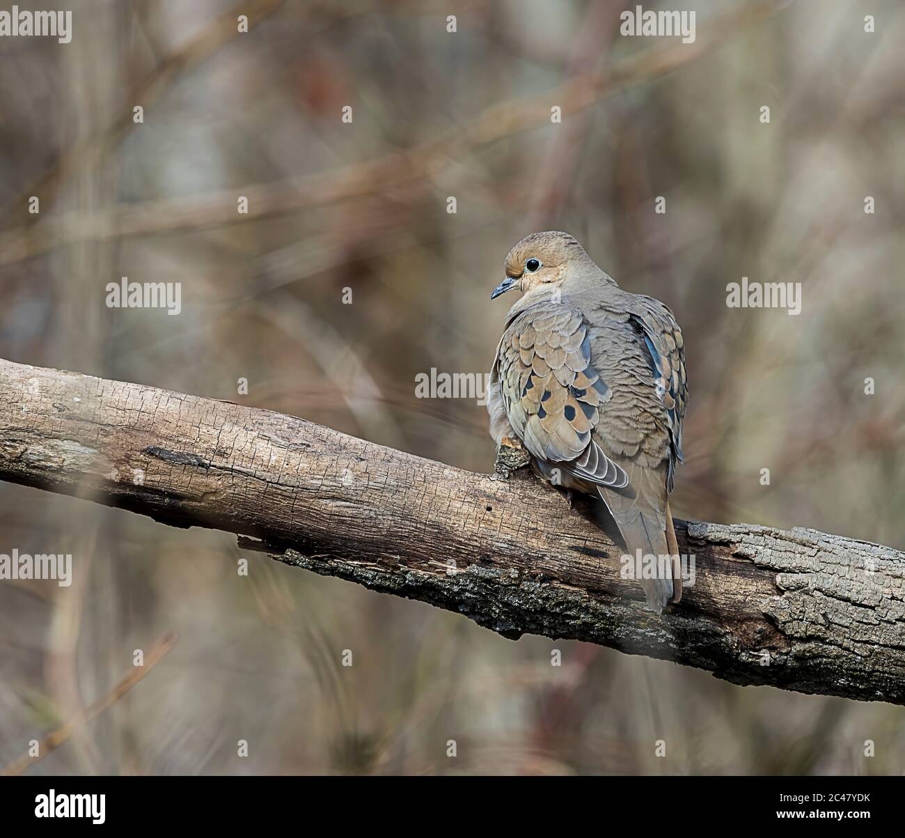 A beautiful mourning dove perched on a fallen tree limb Stock Photo - Alamy