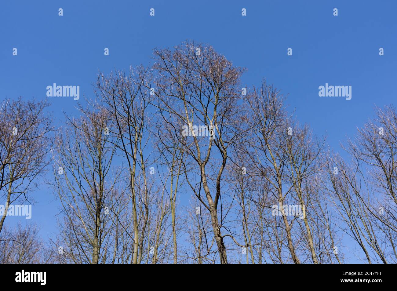 Low angle shot of dry trees on a blue sky background Stock Photo - Alamy