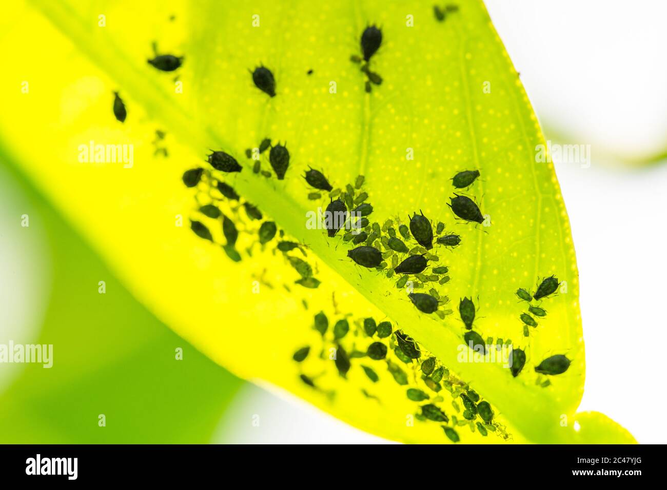 Aphids on young leaves of orange tree in the garden. The insects feed ...