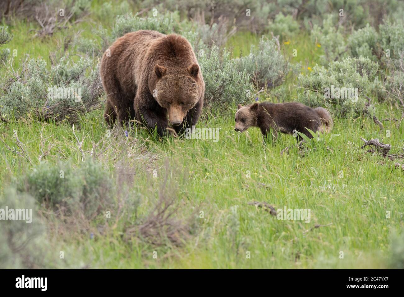 399 and cub hi-res stock photography and images - Alamy