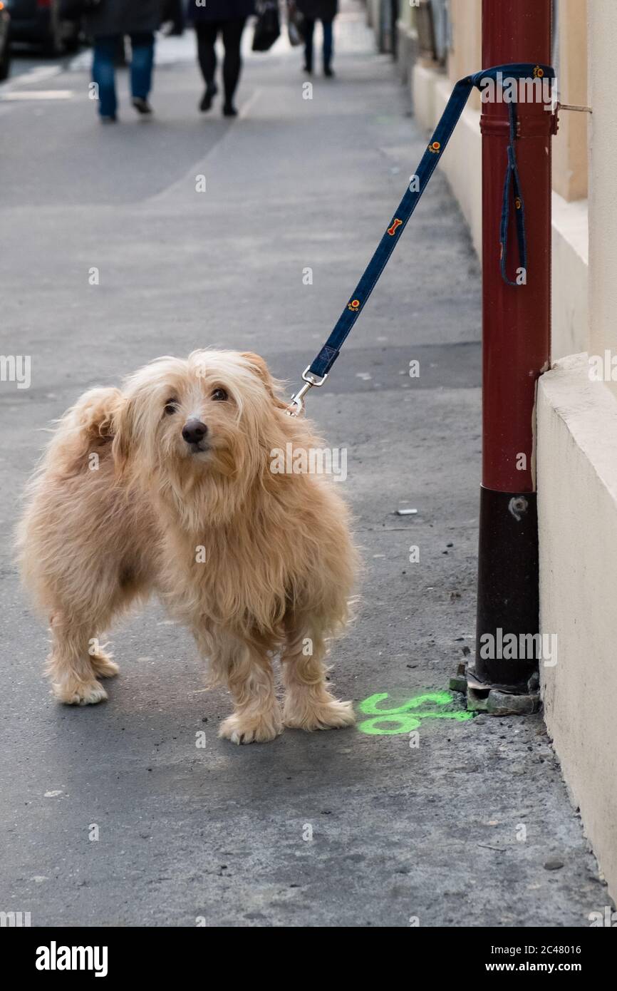 Dog tied up hi-res stock photography and images - Alamy