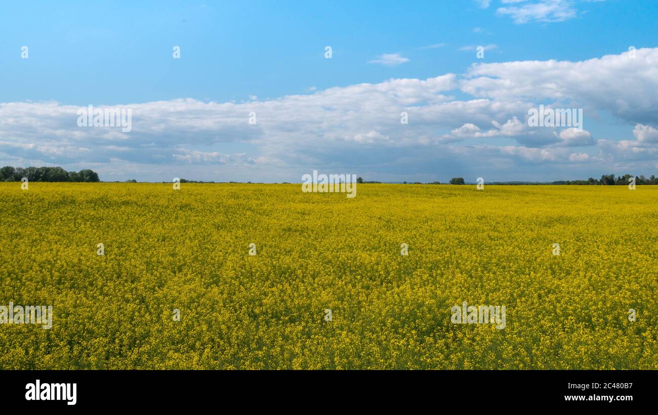 Vast field with yellow flowers and a cloudy sky Stock Photo - Alamy