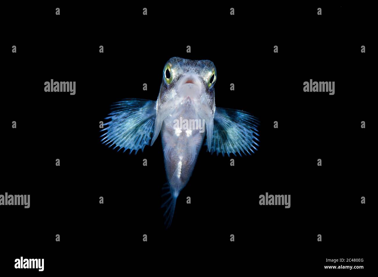 juvenile Flying Gurnard, Dactylopterus species, black water night dive ...