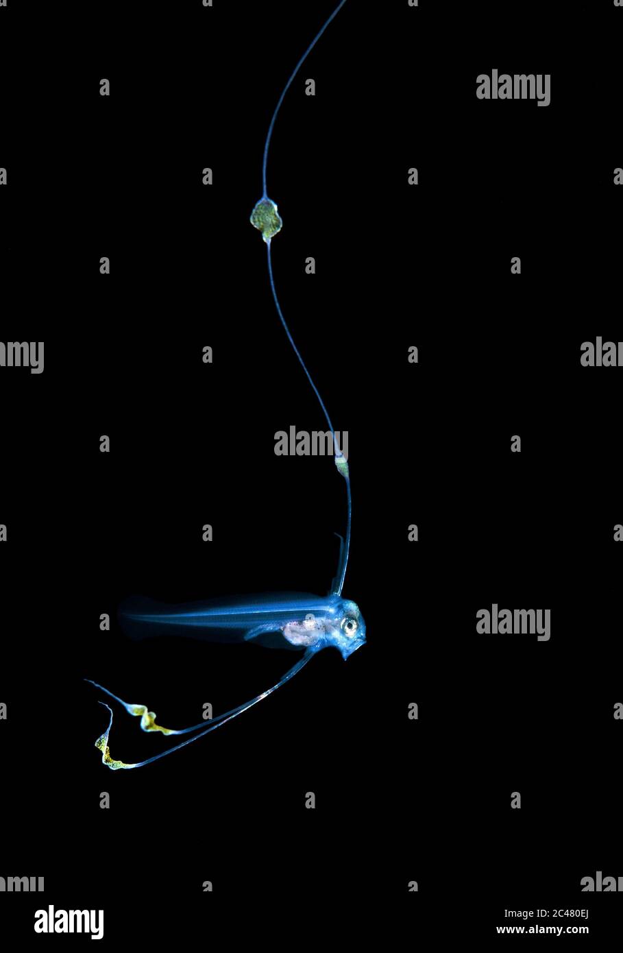 tiny larval Ribbonfish, Trachipterus species, black water drift dive at ...