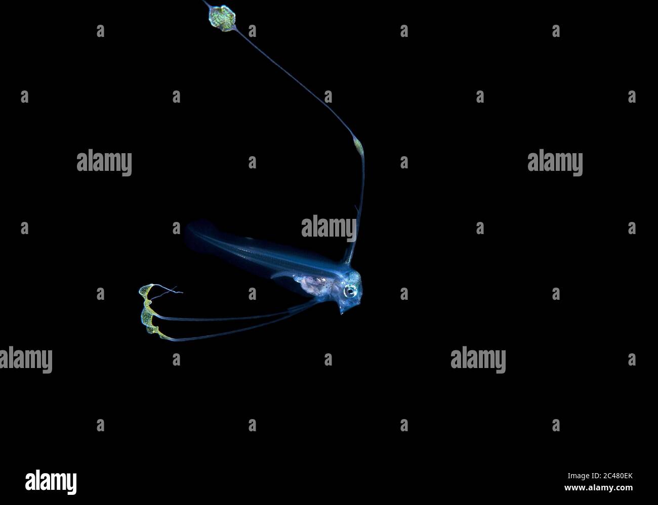 tiny larval Ribbonfish, Trachipterus species, black water drift dive at ...