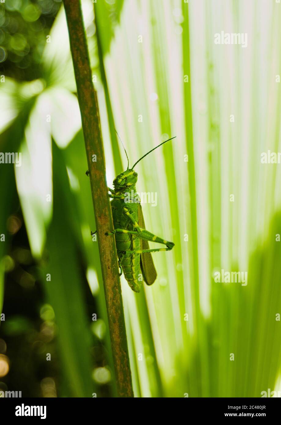 Insects of guatemala hi-res stock photography and images - Alamy