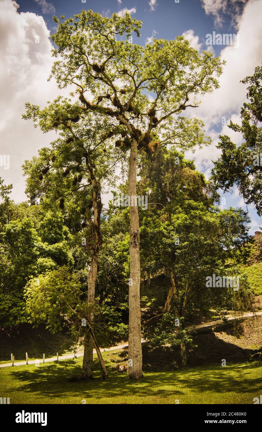 A tall ceiba tree (Guatemala's national tree) in Tikal National Park ...