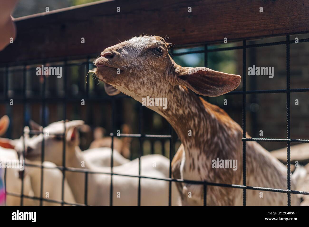 Goat behind a fence Stock Photo - Alamy