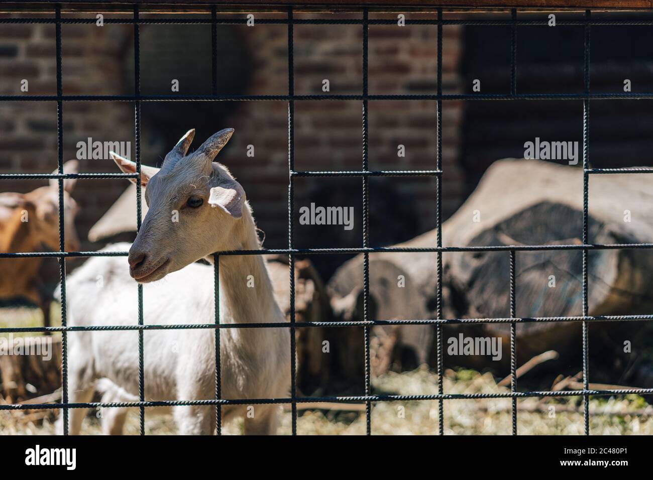 Goat behind a fence Stock Photo - Alamy