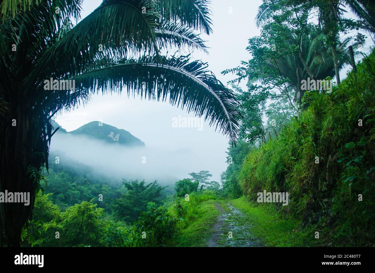Morning in the mountains, Cayo district, Belize, Central America Stock ...
