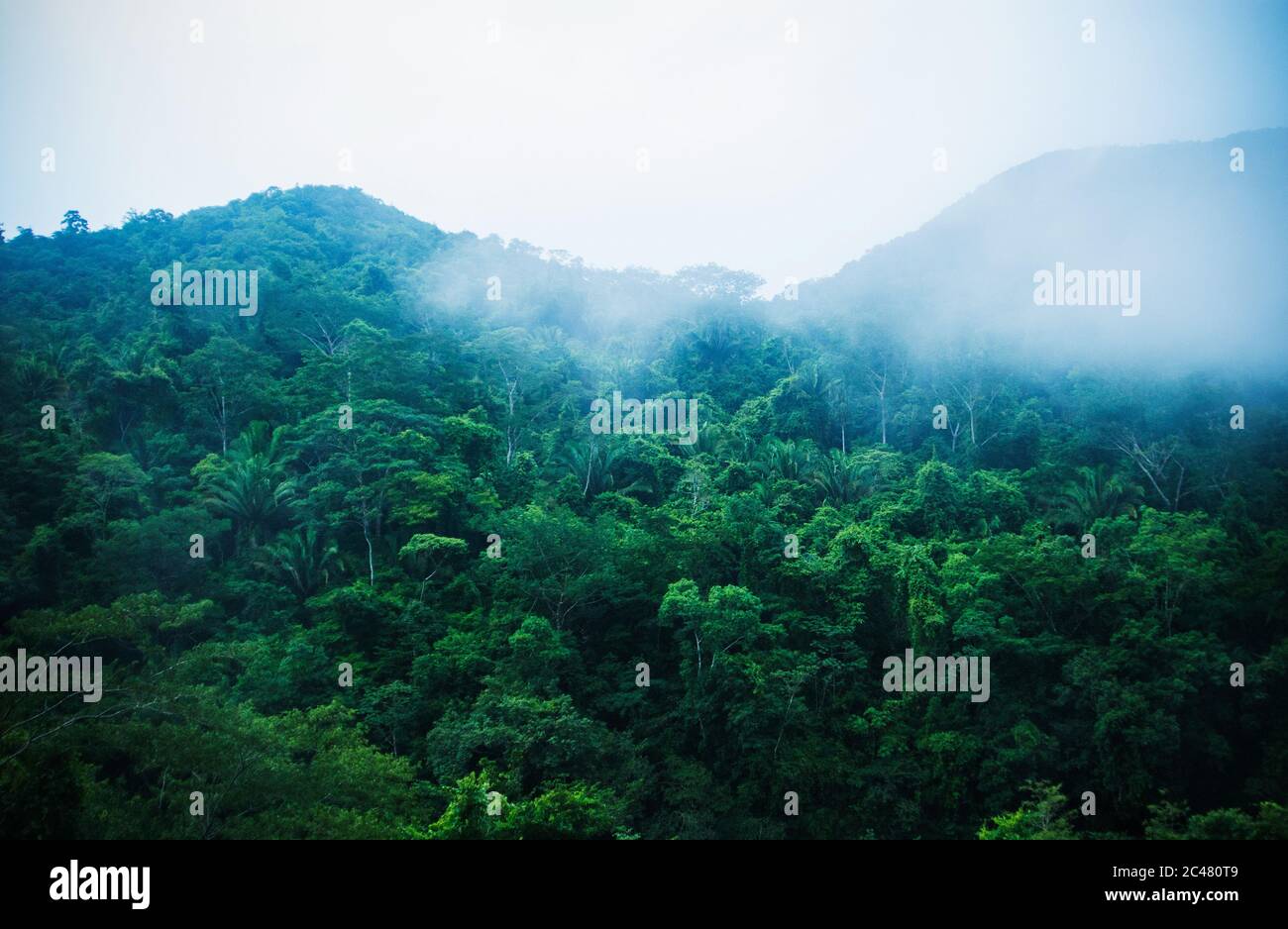 Morning in the mountains, Cayo district, Belize, Central America Stock ...