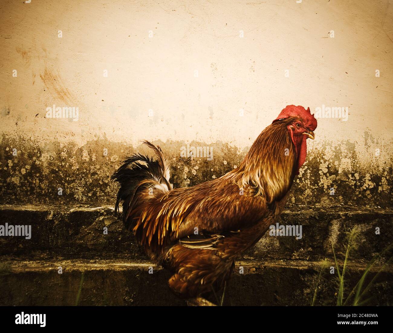 Old rooster hi-res stock photography and images - Alamy