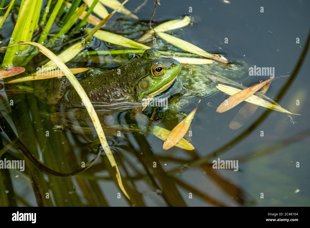 A green frog (Lithobates clamitans, Rana clamitans) in a small pond ...