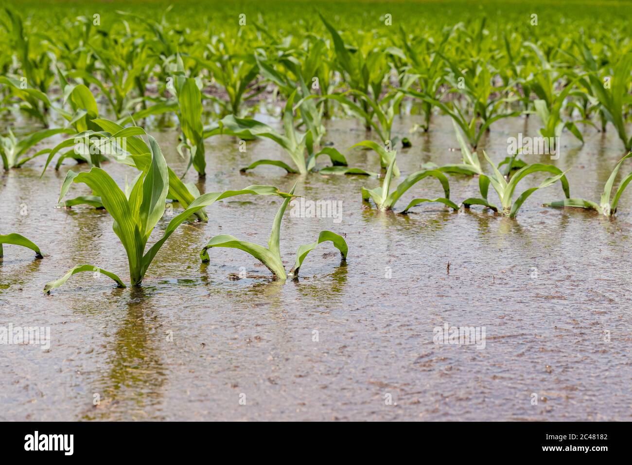 Effects Of Floods On Crops