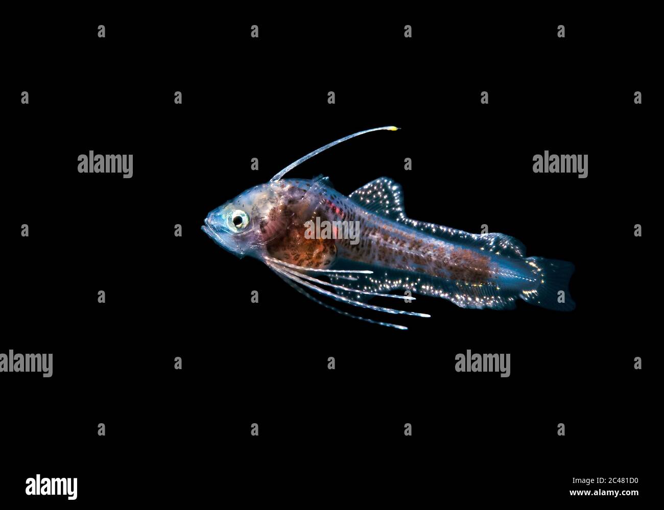 Antenna codlet bregmaceros atlanticus hi-res stock photography and ...