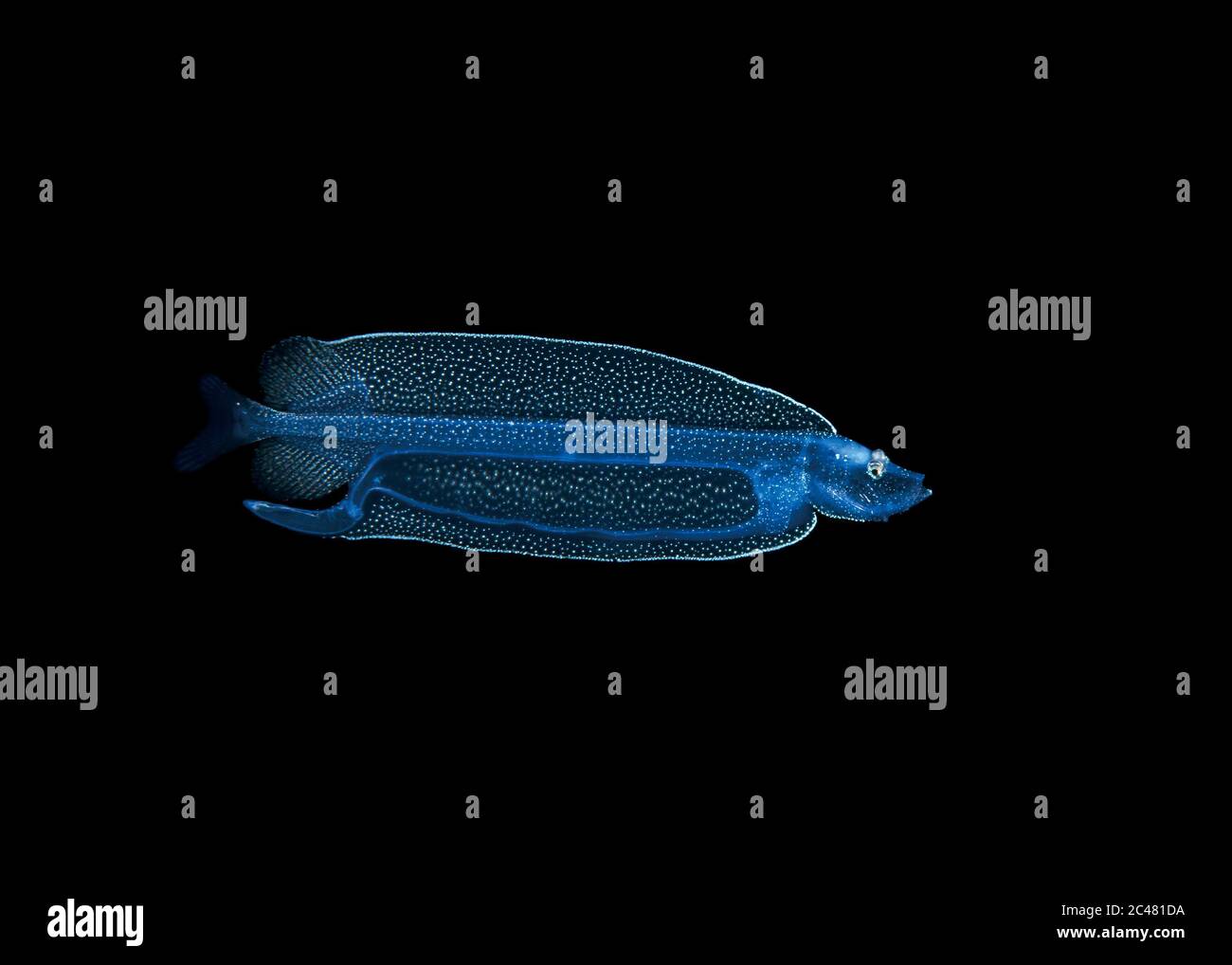 Deep water Dragonfish, Bathophilus larva. Family Melanostomiidae ...
