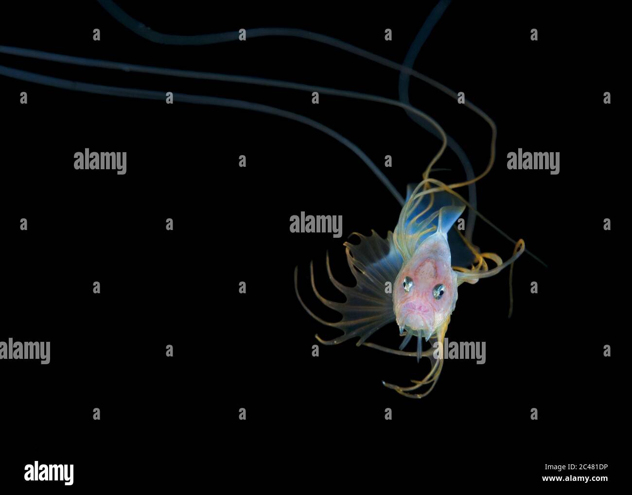 Bathypelagic hi-res stock photography and images - Alamy