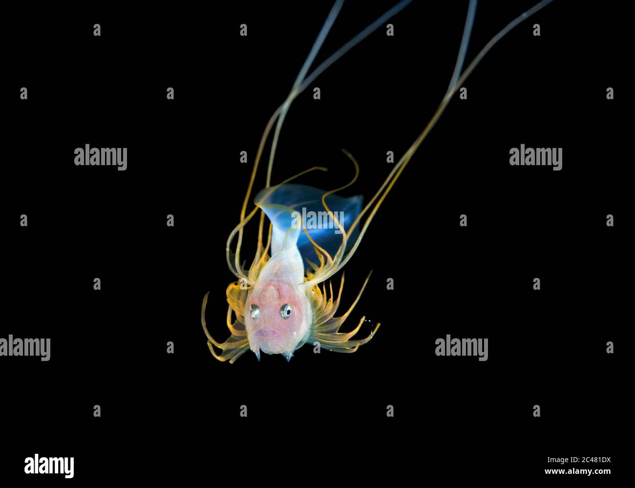 Bony eared assfish acanthonus armatus hi-res stock photography and ...