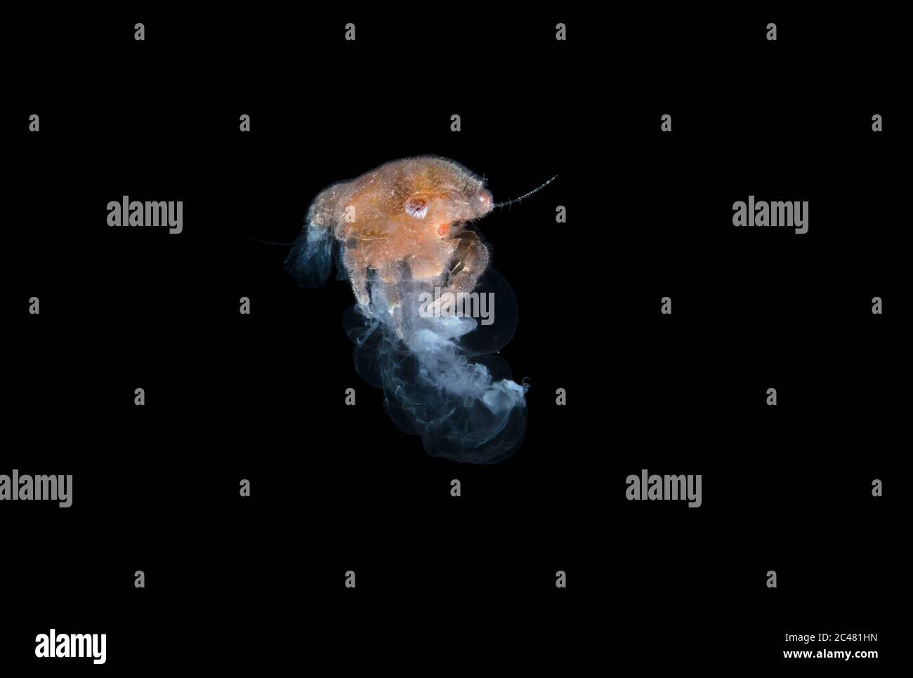 Crab larva, Megalopa, feeding on a jellyfish. Black water dive off Palm ...