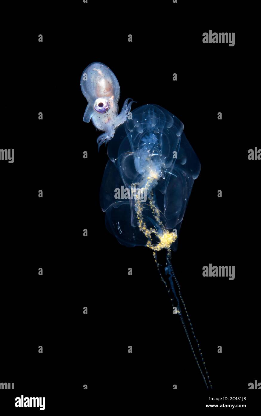 unidentified species of male Paper Nautilus or Argonauts, family ...