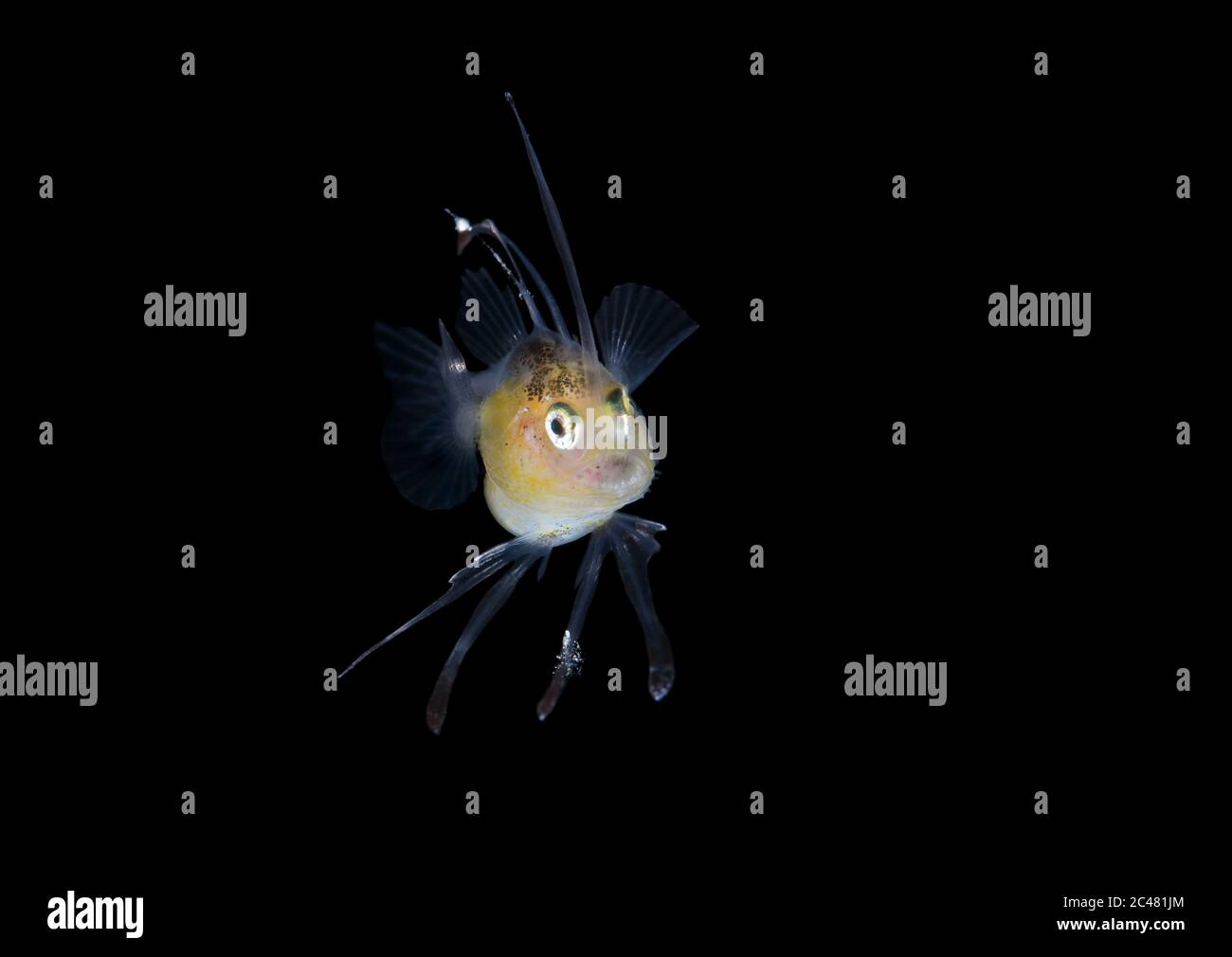 Goosefishes hi-res stock photography and images - Alamy