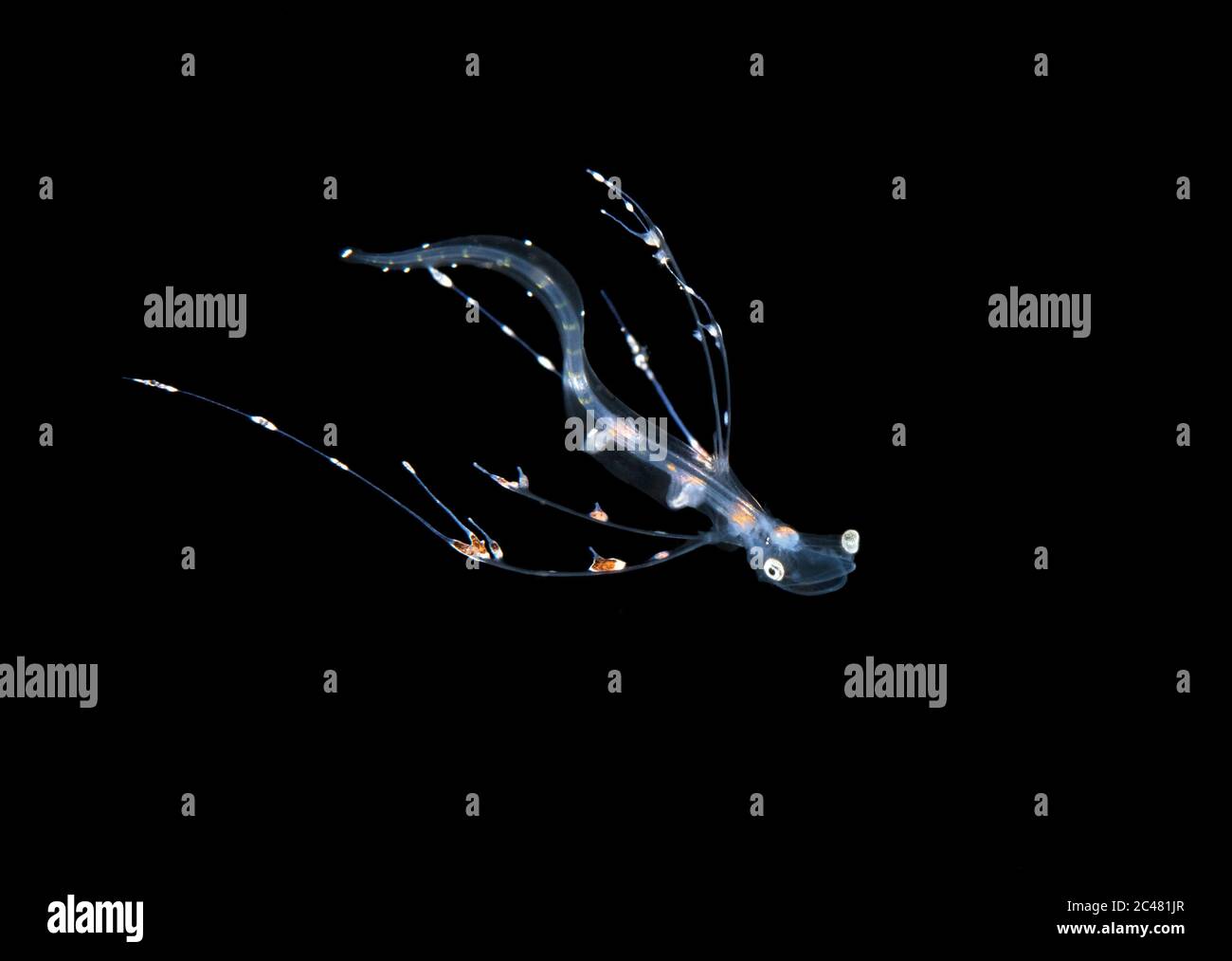 Jellynose fish ateleopus sp hi-res stock photography and images - Alamy