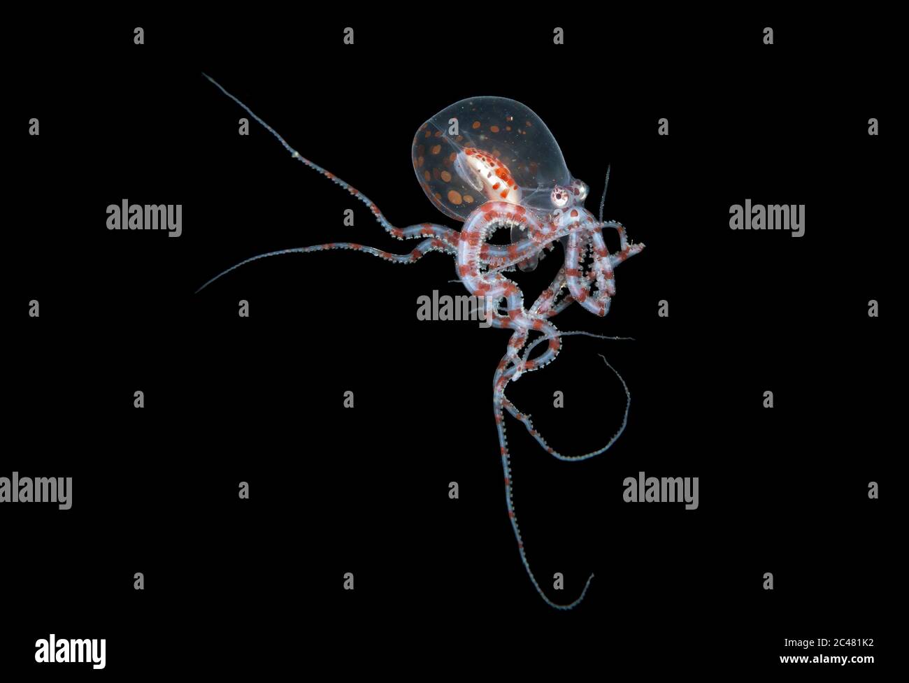 a larval Wonderpus Octopus, Wunderpus photogenicus, photographed during ...