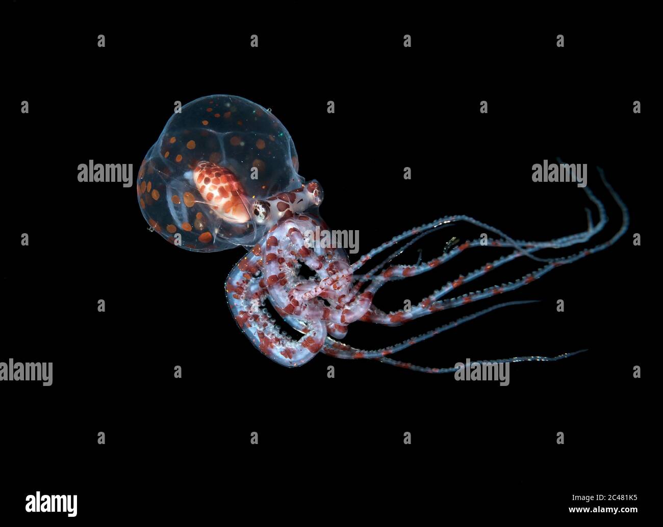 a larval Wonderpus Octopus, Wunderpus photogenicus, photographed during ...