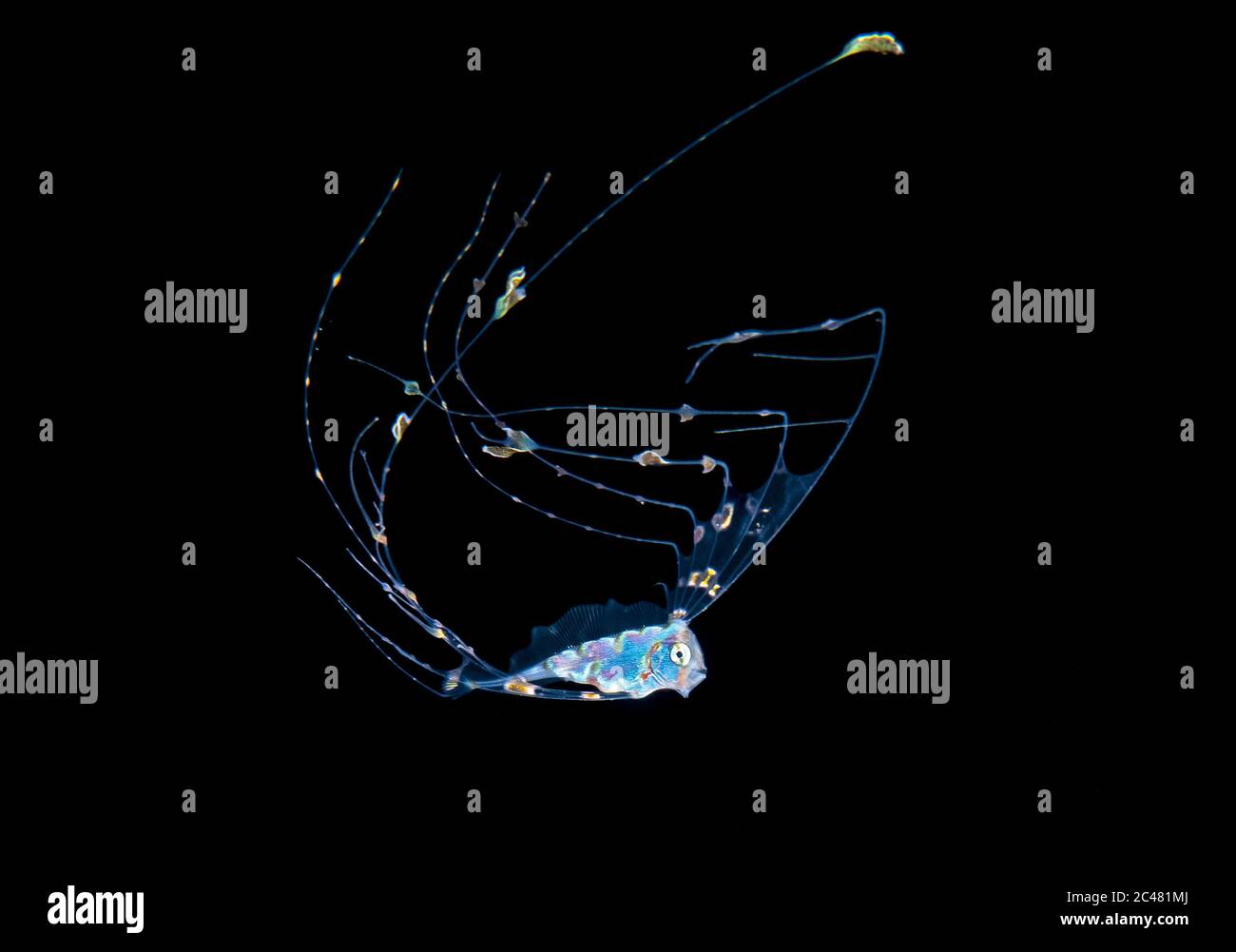 ribbonfish larva, family Trachipteridae, photographed during offshore ...