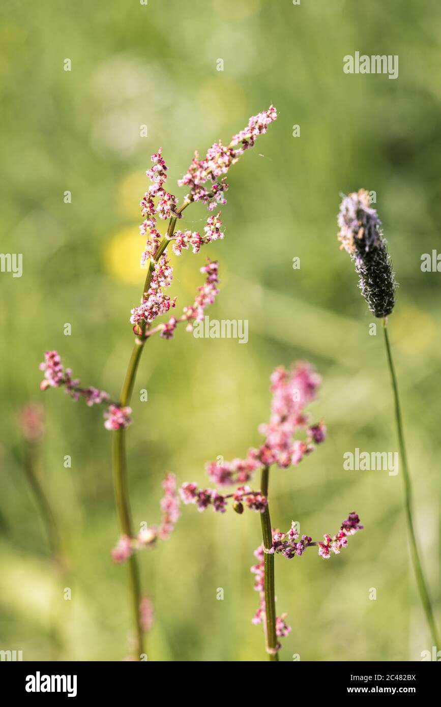 Pink smartweed hi-res stock photography and images - Alamy