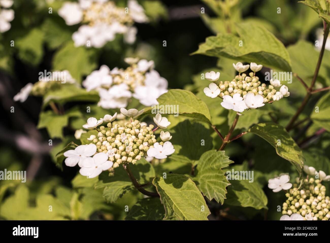 Lantana camara rose flower hi-res stock photography and images - Alamy