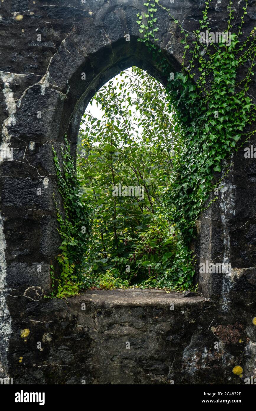Vertical shot of the branches of a tree growing inside the window of an ...