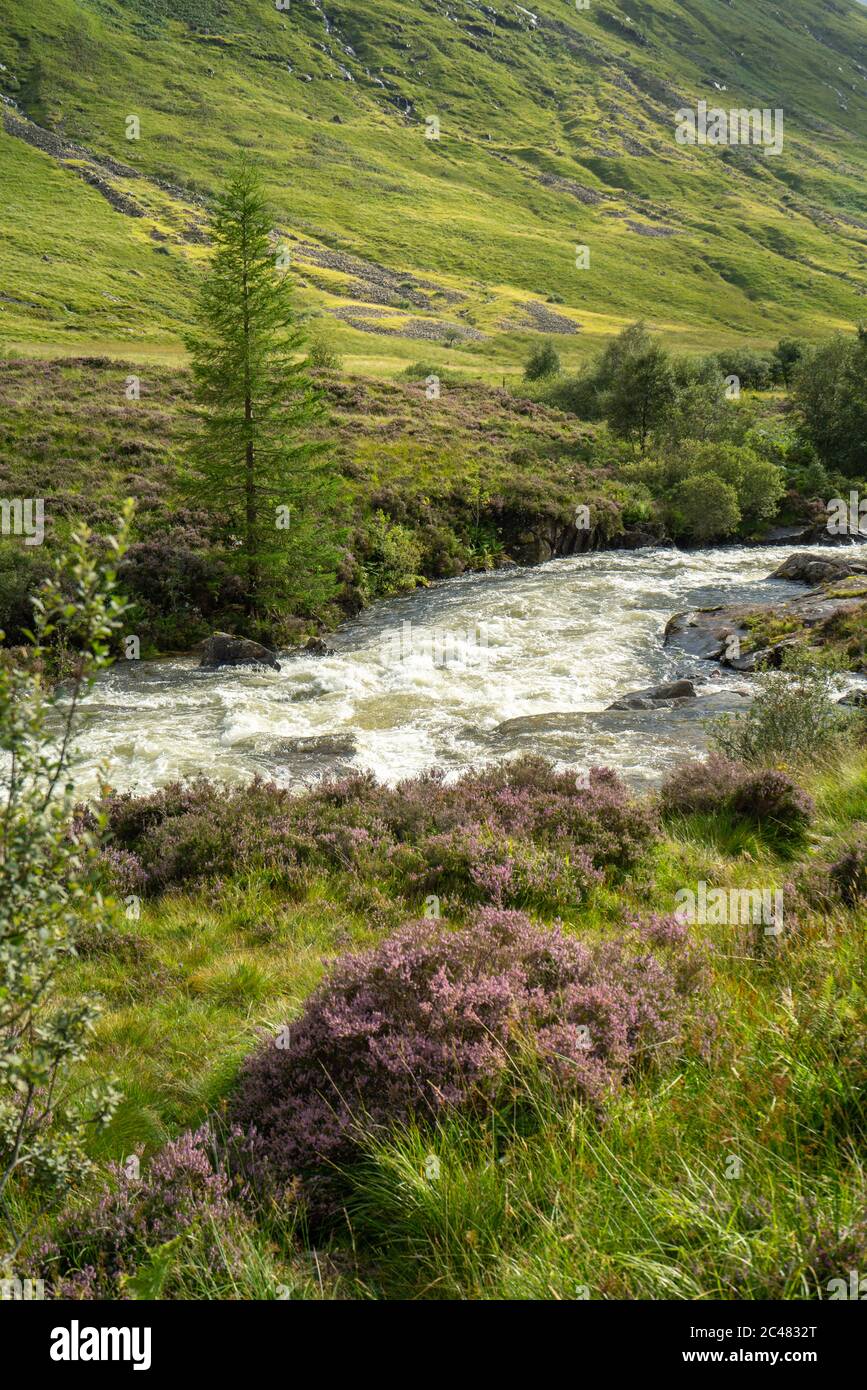 Vertical shot of a river flowing through the meadows in Scotland Stock ...
