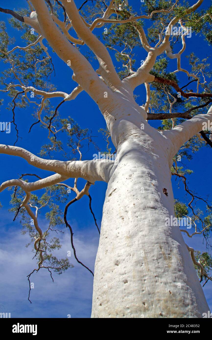 Ghost gum in Trephina Gorge, East MacDonnell Ranges Stock Photo - Alamy