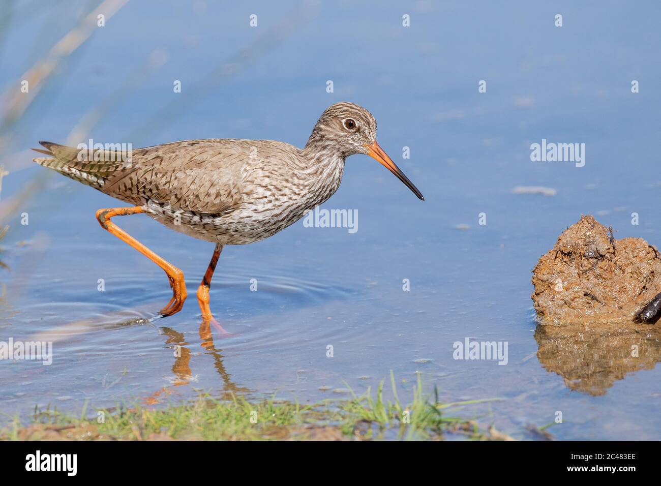 Closeup shot of common redshank on the water Stock Photo - Alamy