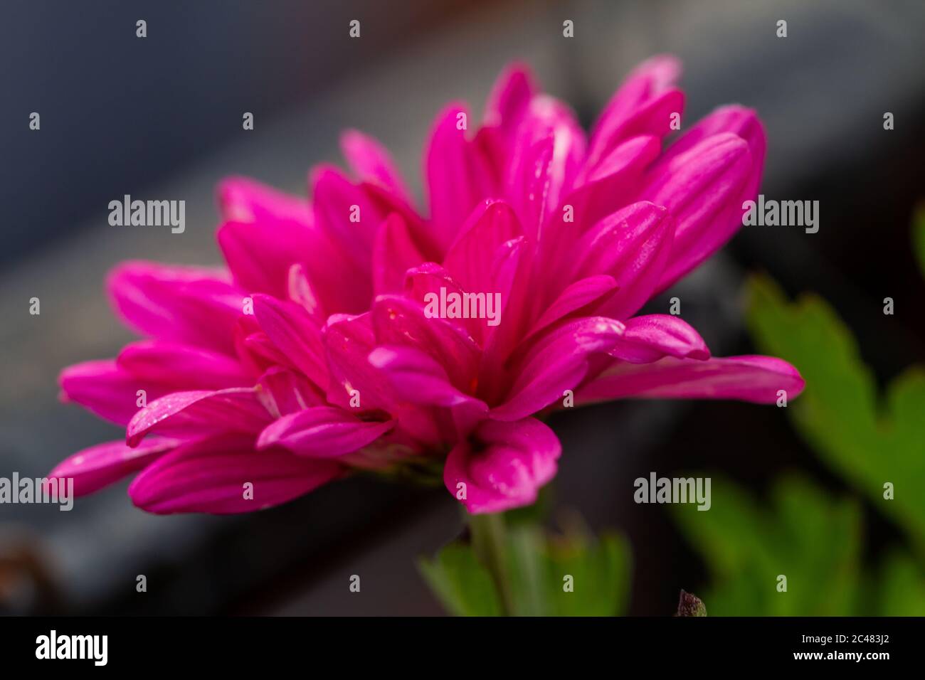 Red chrysanthemums flowering plants, also known as mums or chrysanths ...
