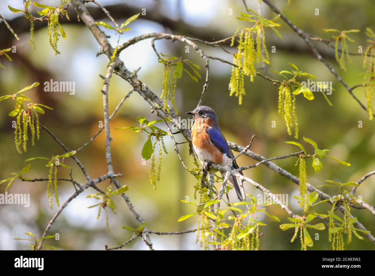 American eastern male bluebird perched on branch of oak tree in spring ...